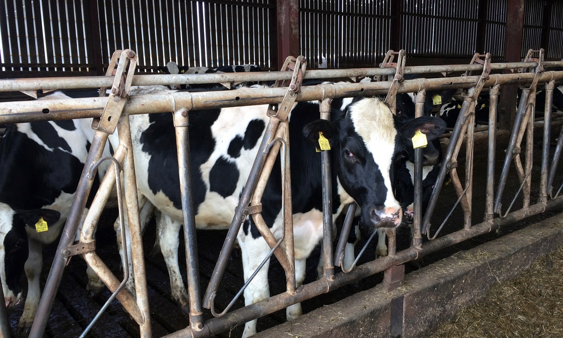 Animal culling on a farm from an economic point of view - S4A