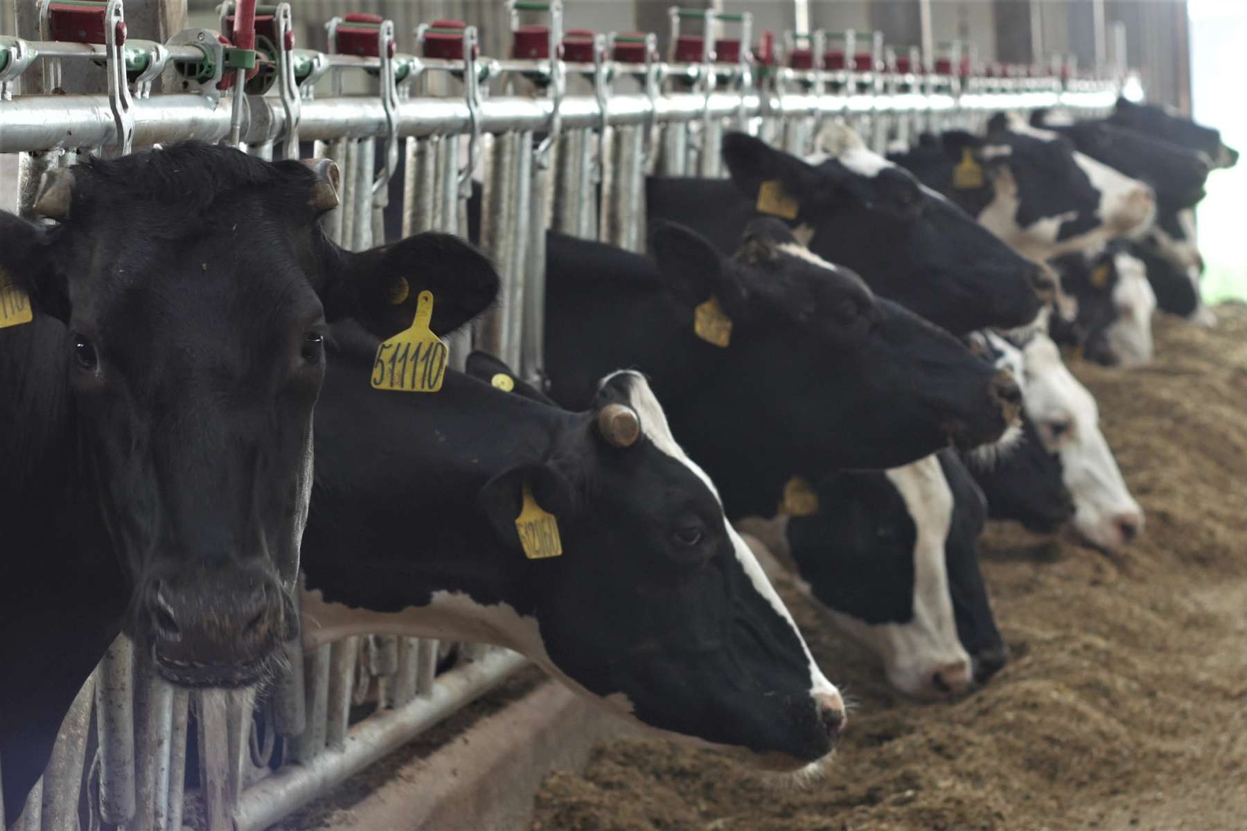 What is THI and how does it affect milk production - Smart4Agro